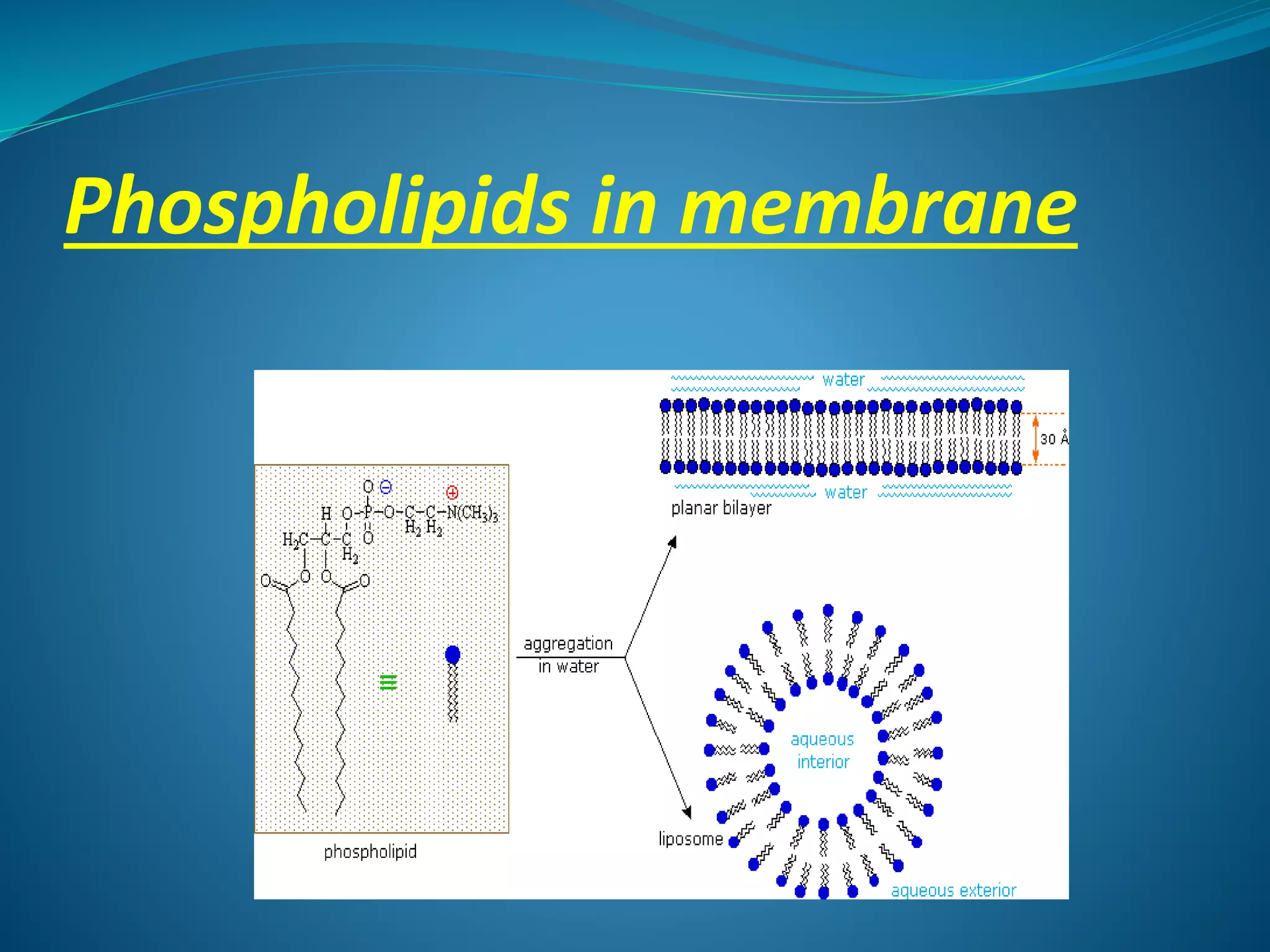 Structural lipid by KK Sahu sir | PPTX