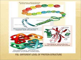 Primary structure of protein by KK Sahu sir | PPT