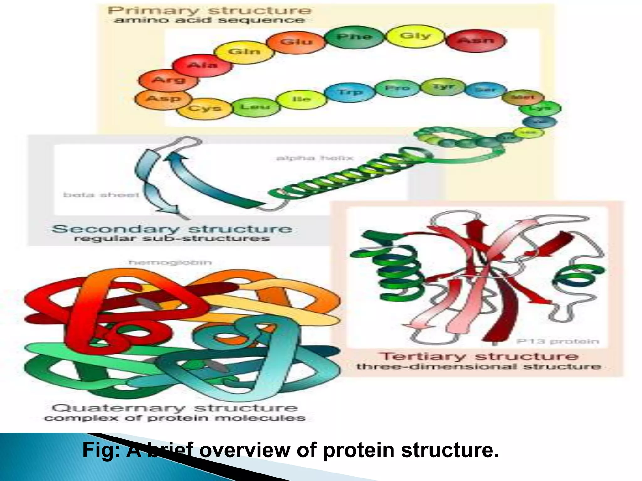 Protein motif. by KK Sahu sir | PPT