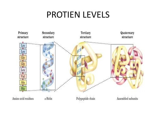 Quaternary structure of protein By KK Sahu Sir | PPT