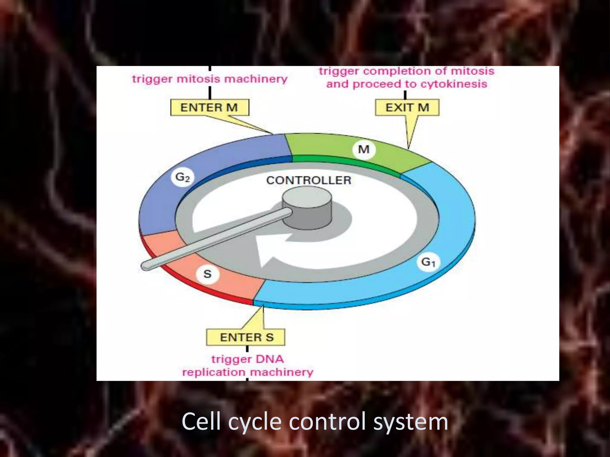 Control of cell cycle | PPTX