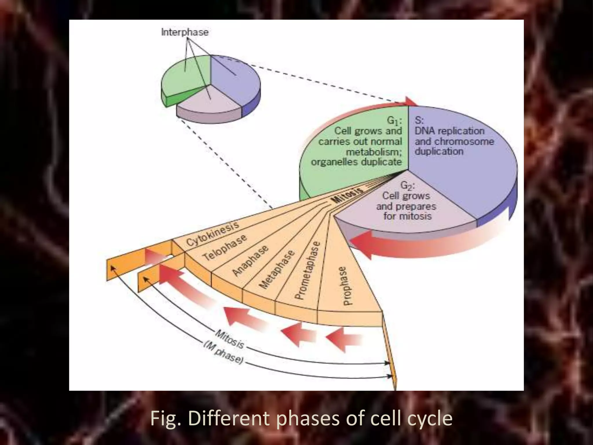 Control of cell cycle | PPTX