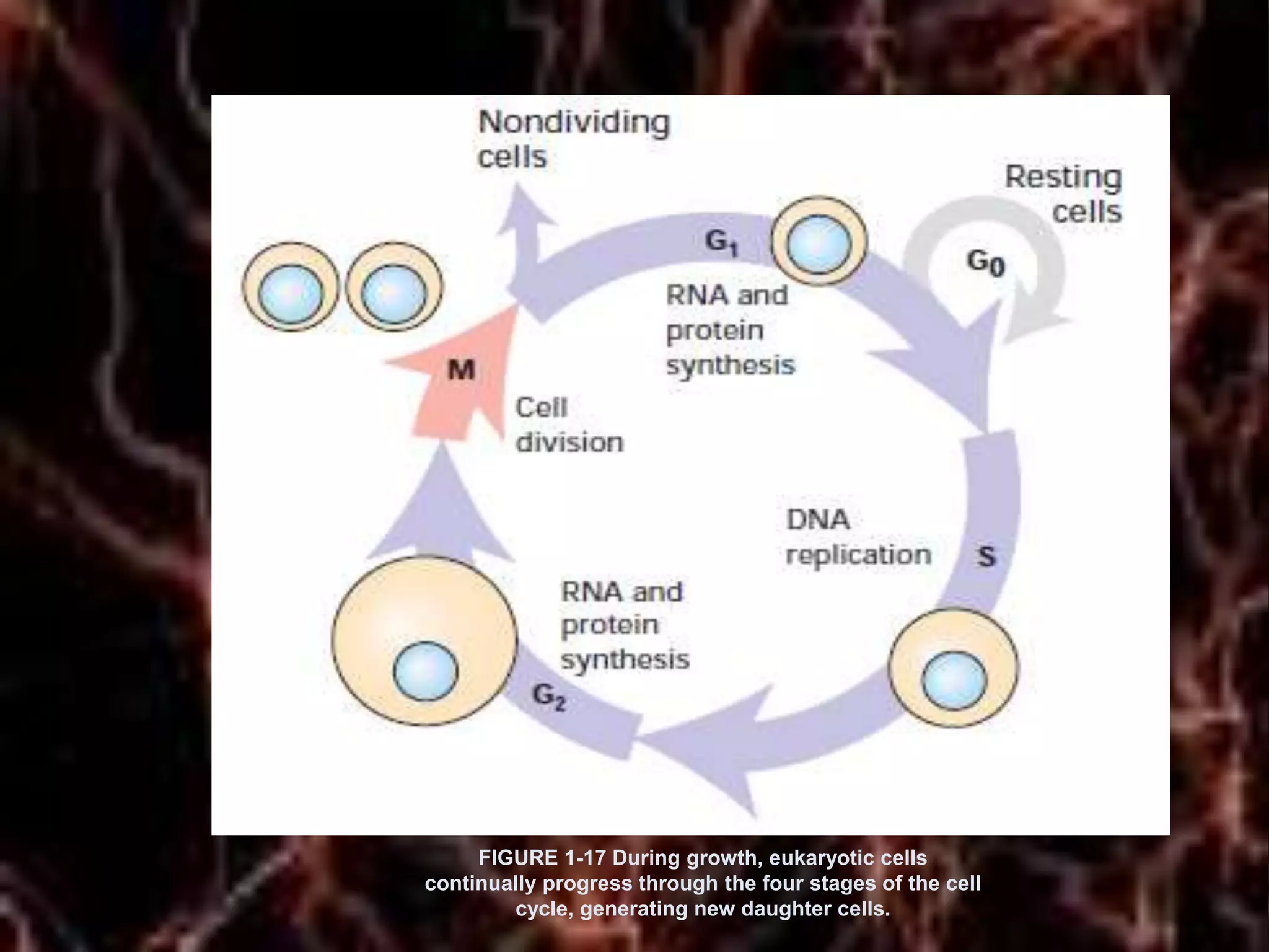 Control of cell cycle | PPTX
