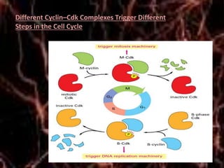 Control of cell cycle | PPTX