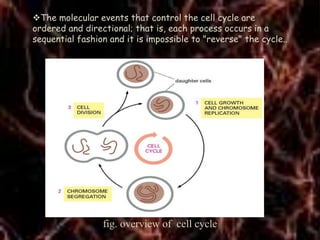 Control of cell cycle | PPTX