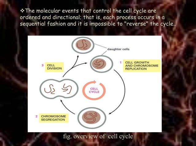 Control of cell cycle | PPTX | Cancer | Diseases and Conditions