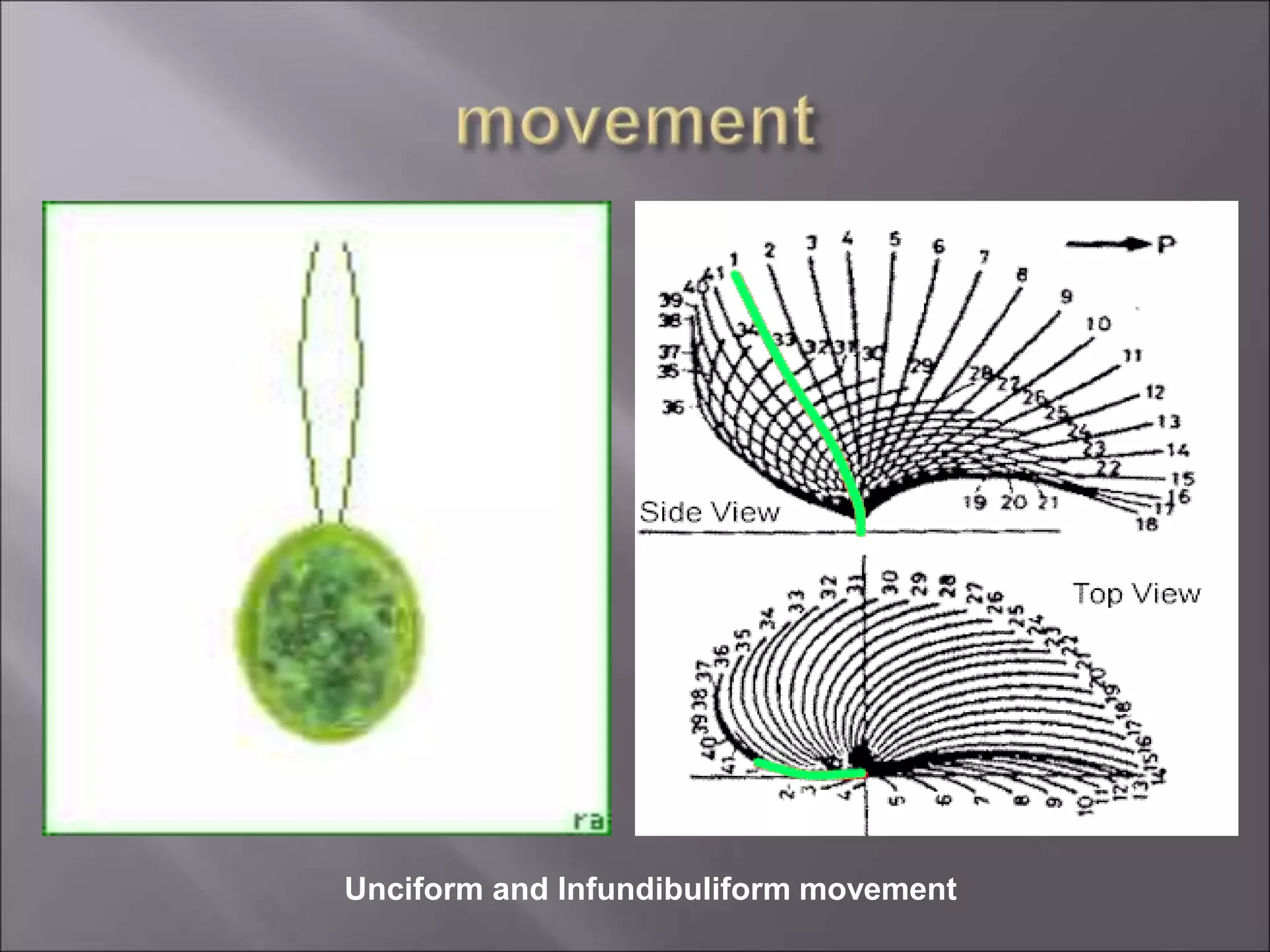 cell motility | PPT