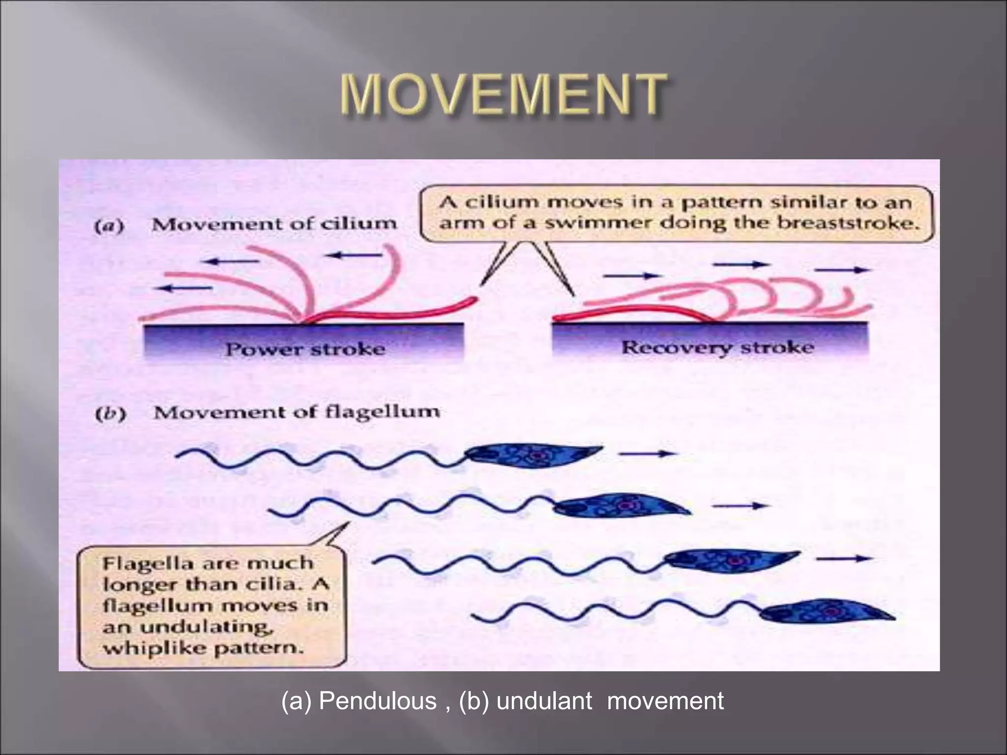 cell motility | PPT