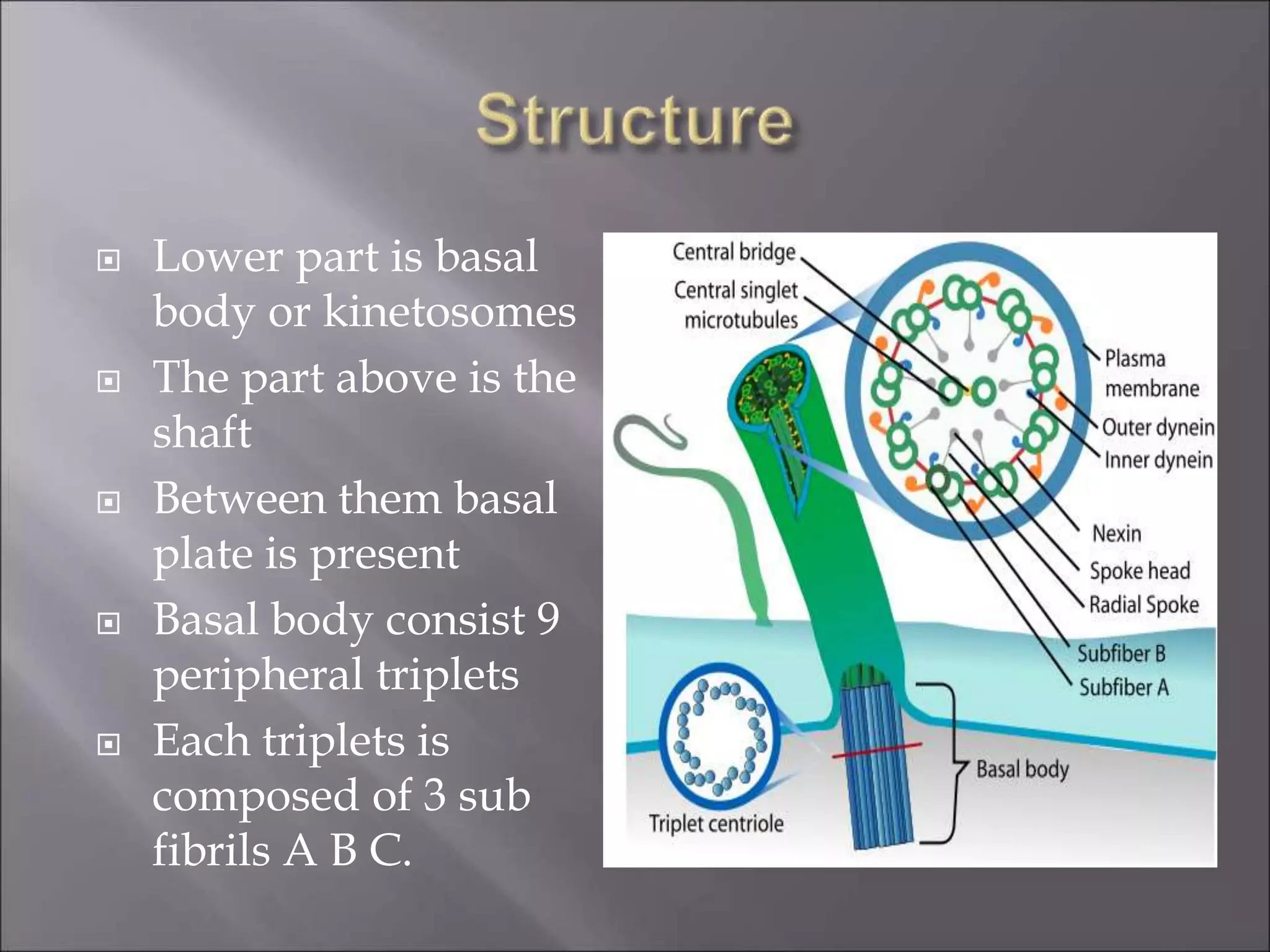 cell motility | PPT