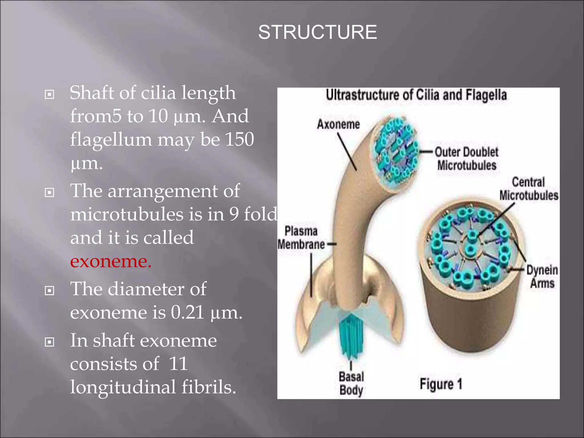 cell motility | PPT