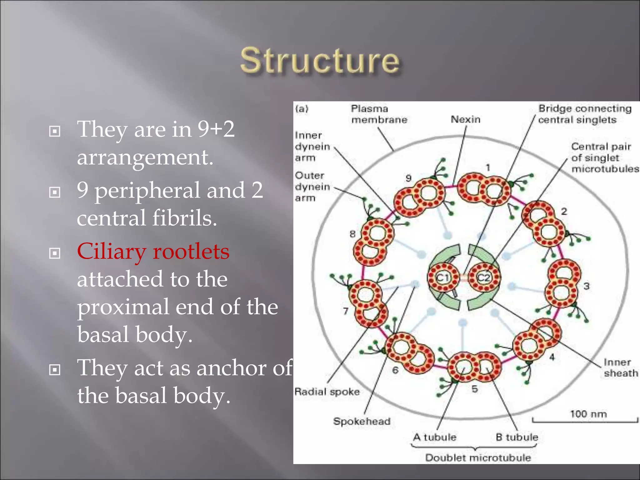 cell motility | PPT