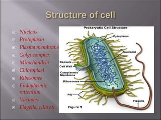 cell motility | PPT