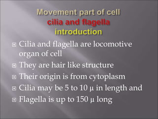 cell motility | PPT