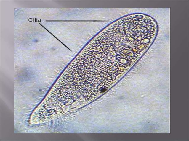 cell motility | PPT | Biological Sciences | Science