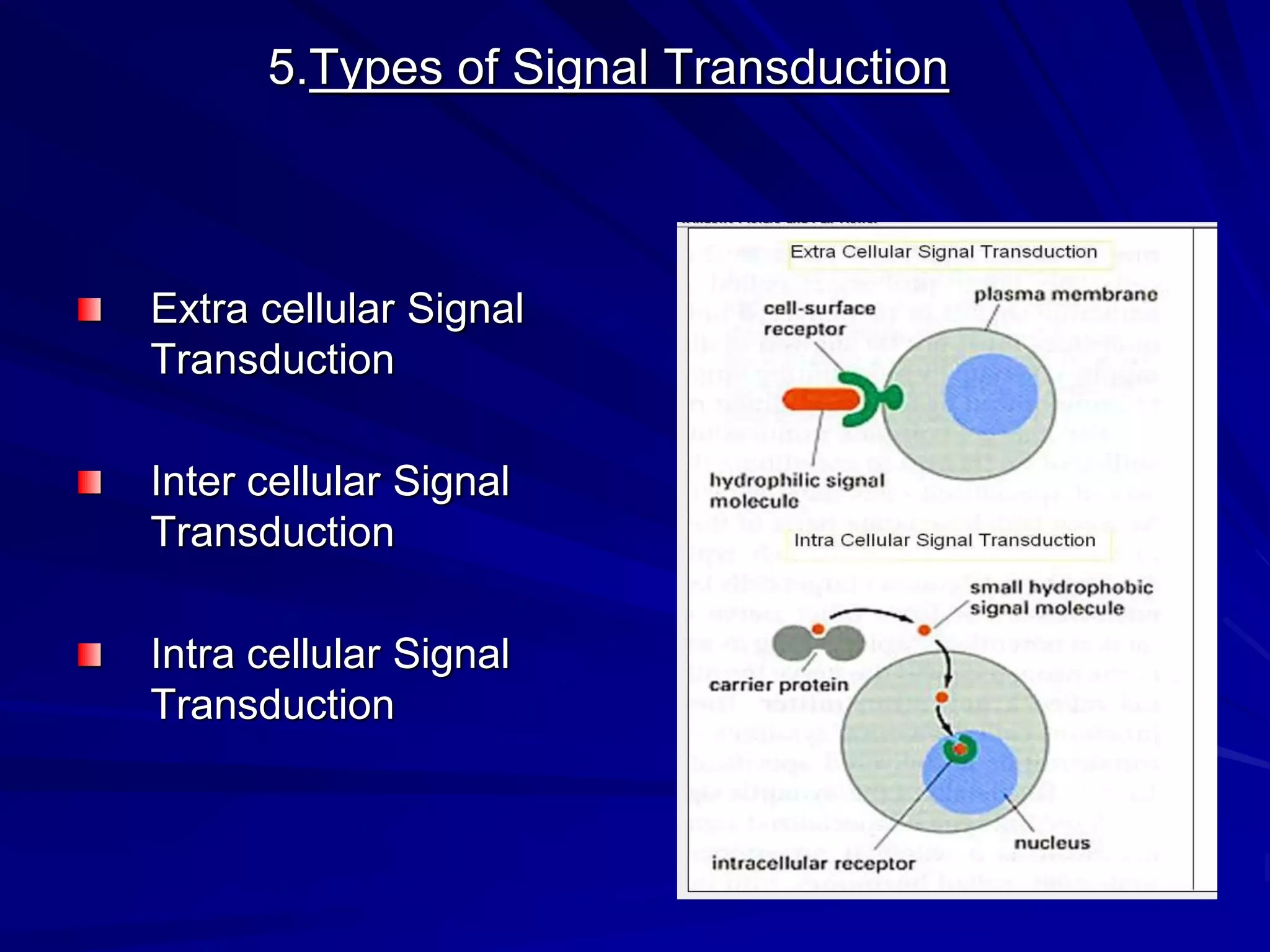 Signal transduction process | PPT
