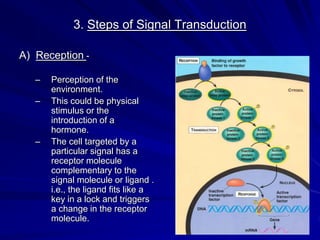 Signal transduction process | PPT