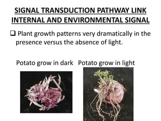 Cellular response to environmental signals in plant | PPT