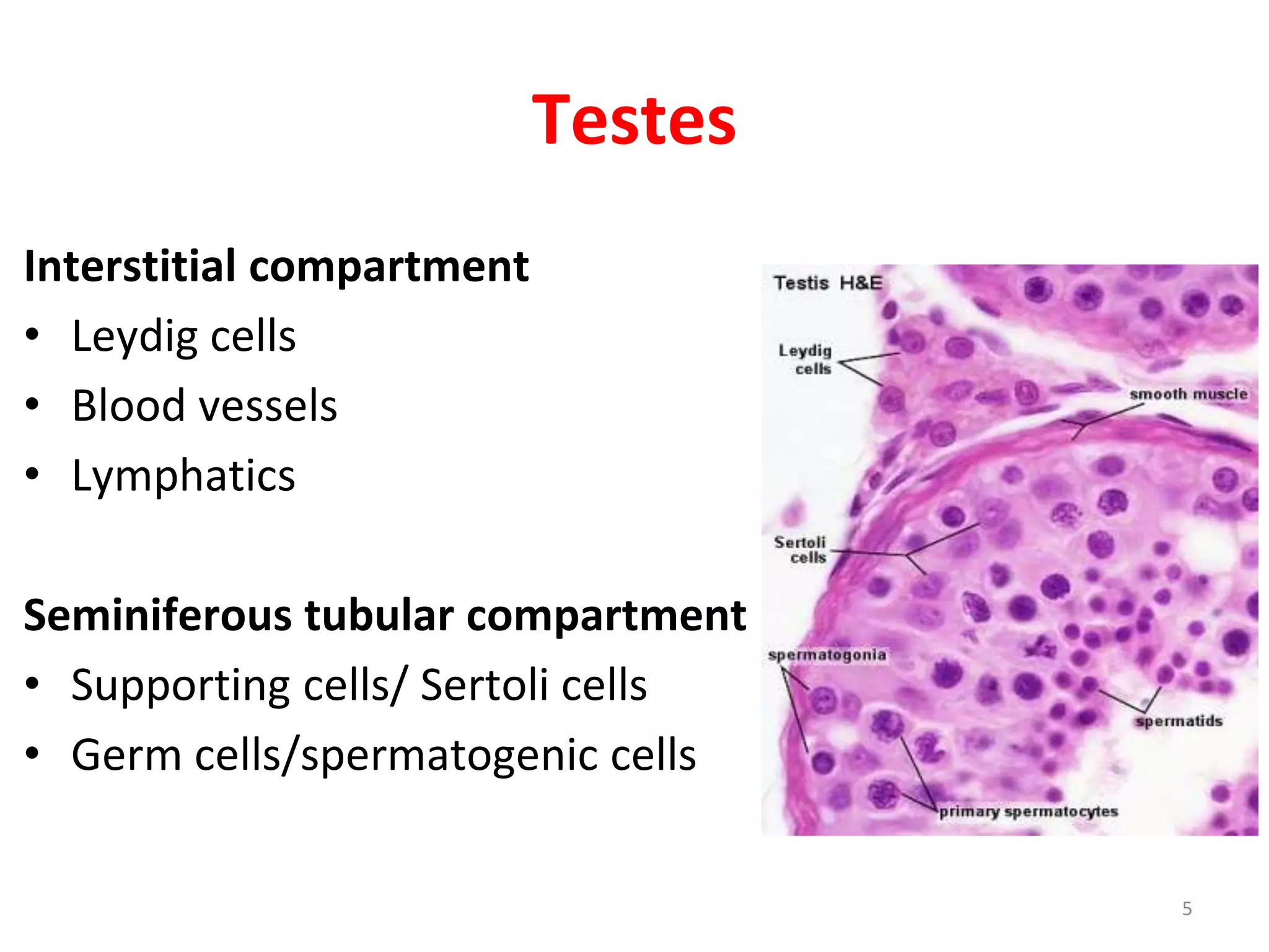 Male Reproductive System | PPTX