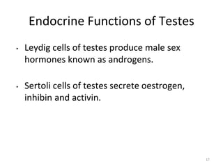 Male Reproductive System | PPT