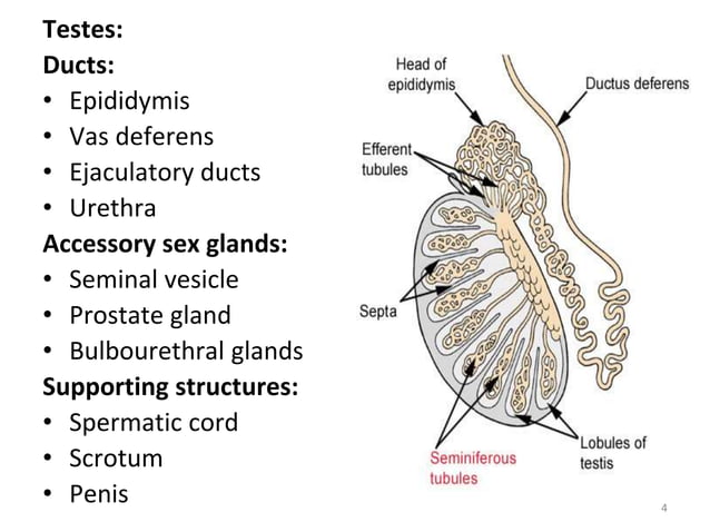 Male Reproductive System | PPT