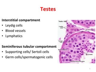 Male Reproductive System | PPT