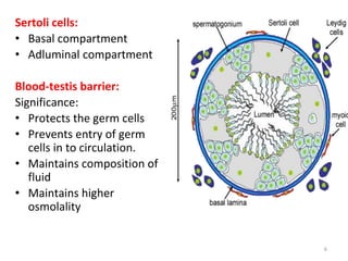 Male Reproductive System | PPT