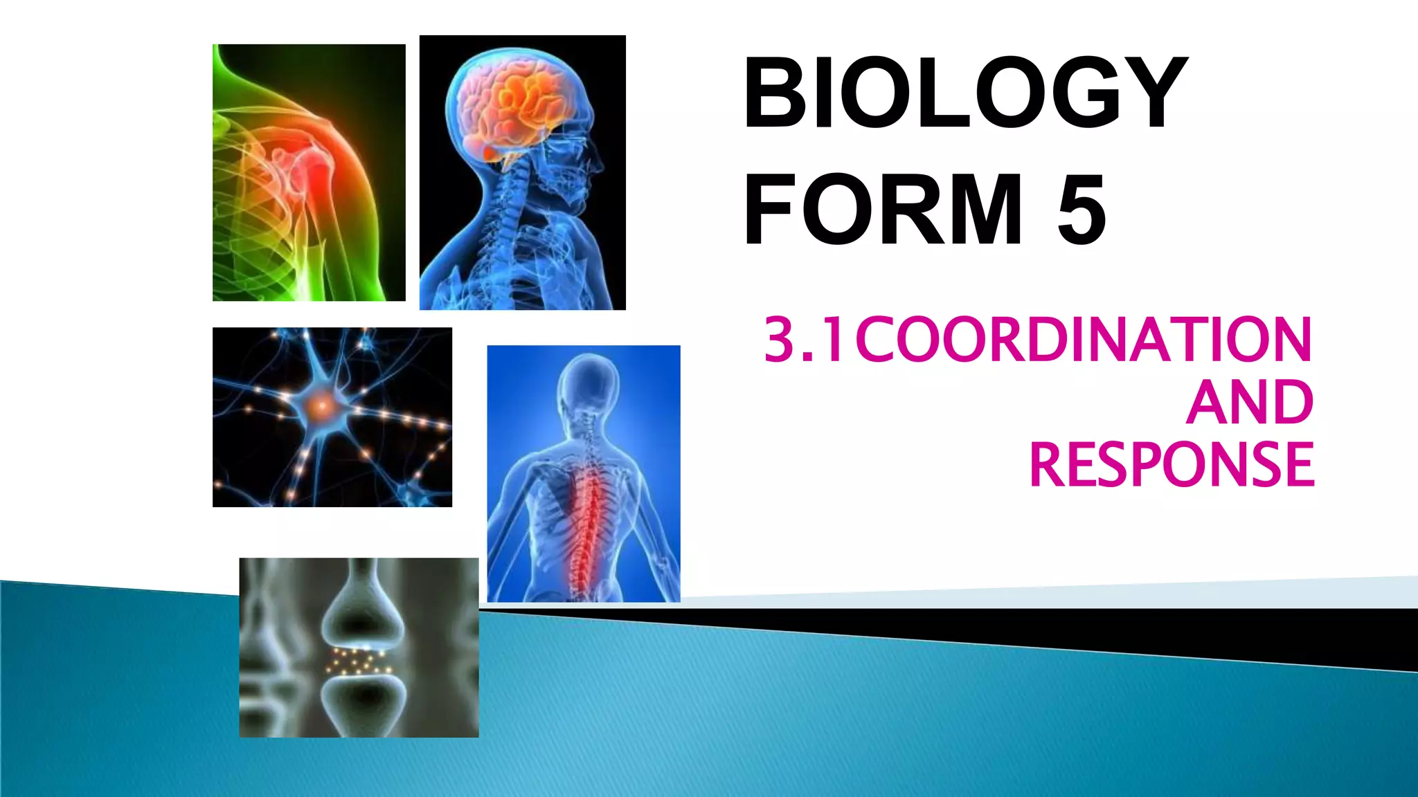 BIOLOGY FORM 5:3.1-COORDINATION AND RESPONSE | PPT