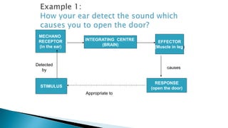 BIOLOGY FORM 5:3.1-COORDINATION AND RESPONSE | PPTX