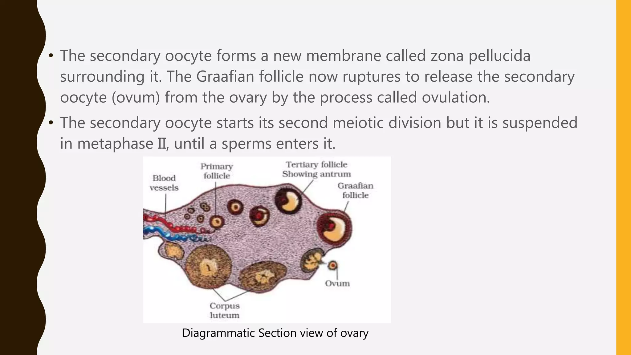 3. human reproduction gametogenesis and menstrual cycle | PPTX