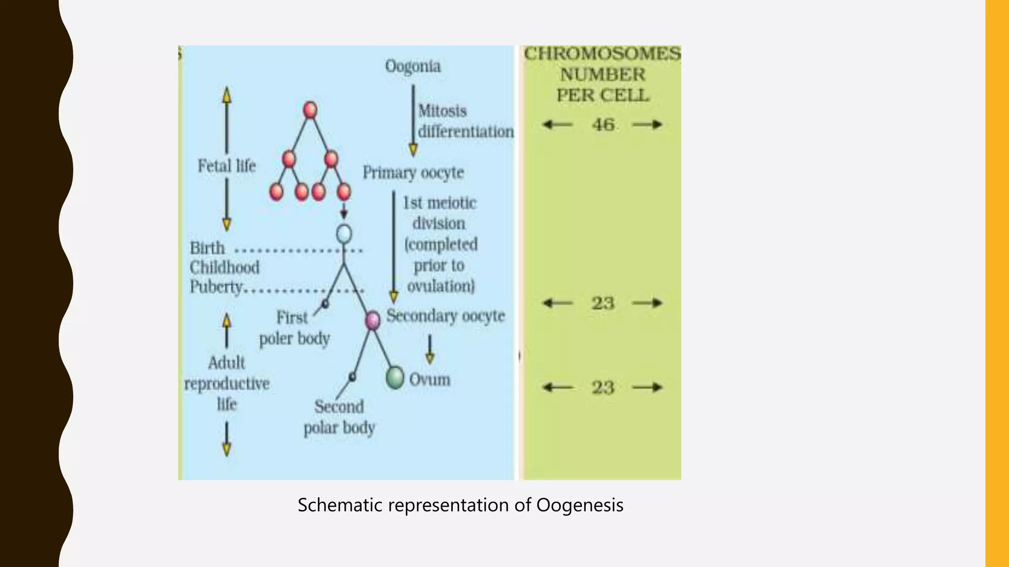 3. human reproduction gametogenesis and menstrual cycle | PPTX