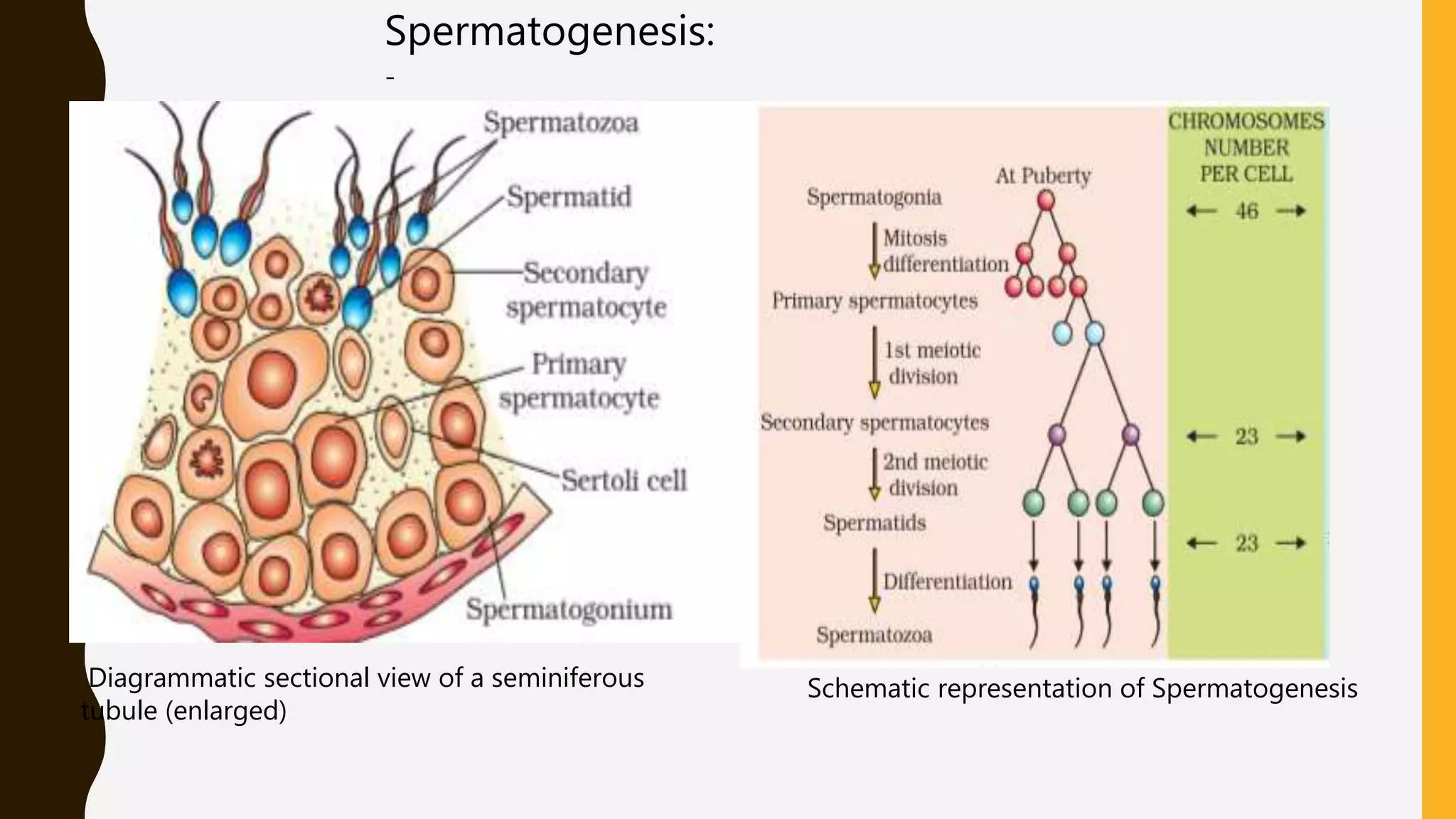 3. human reproduction gametogenesis and menstrual cycle | PPTX