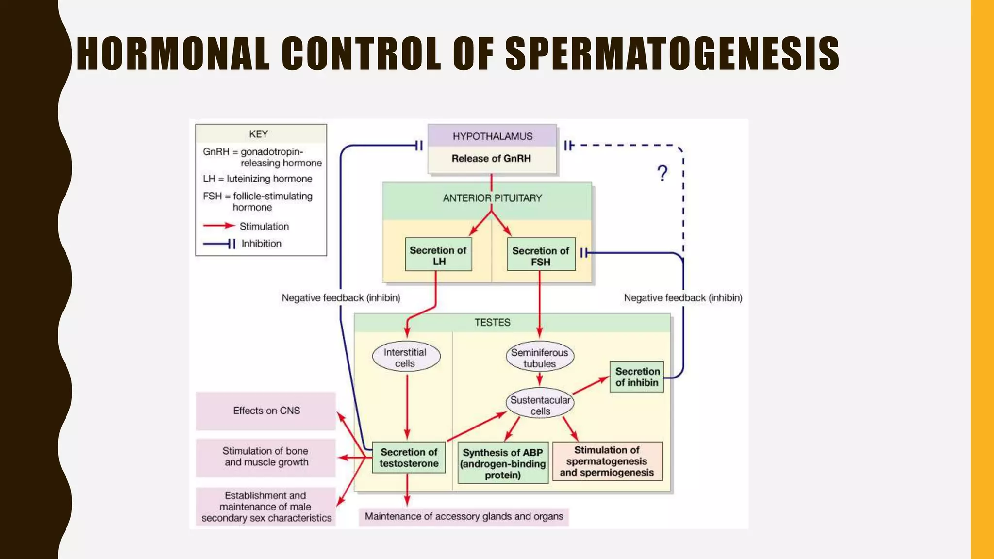 3. human reproduction gametogenesis and menstrual cycle | PPTX