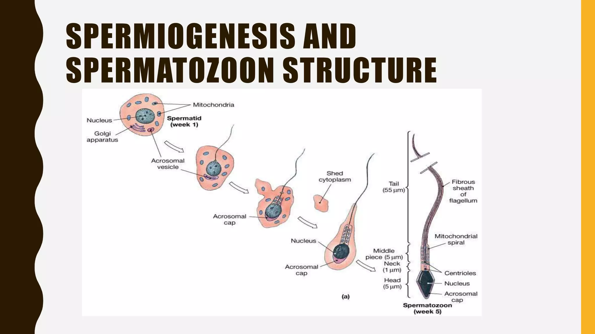 3. human reproduction gametogenesis and menstrual cycle | PPTX