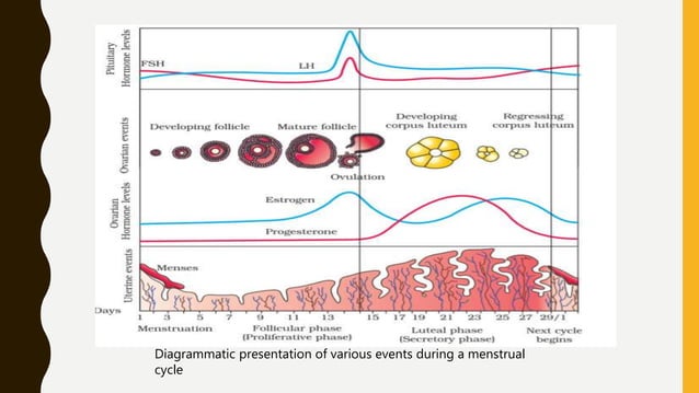 3. human reproduction gametogenesis and menstrual cycle | PPTX ...
