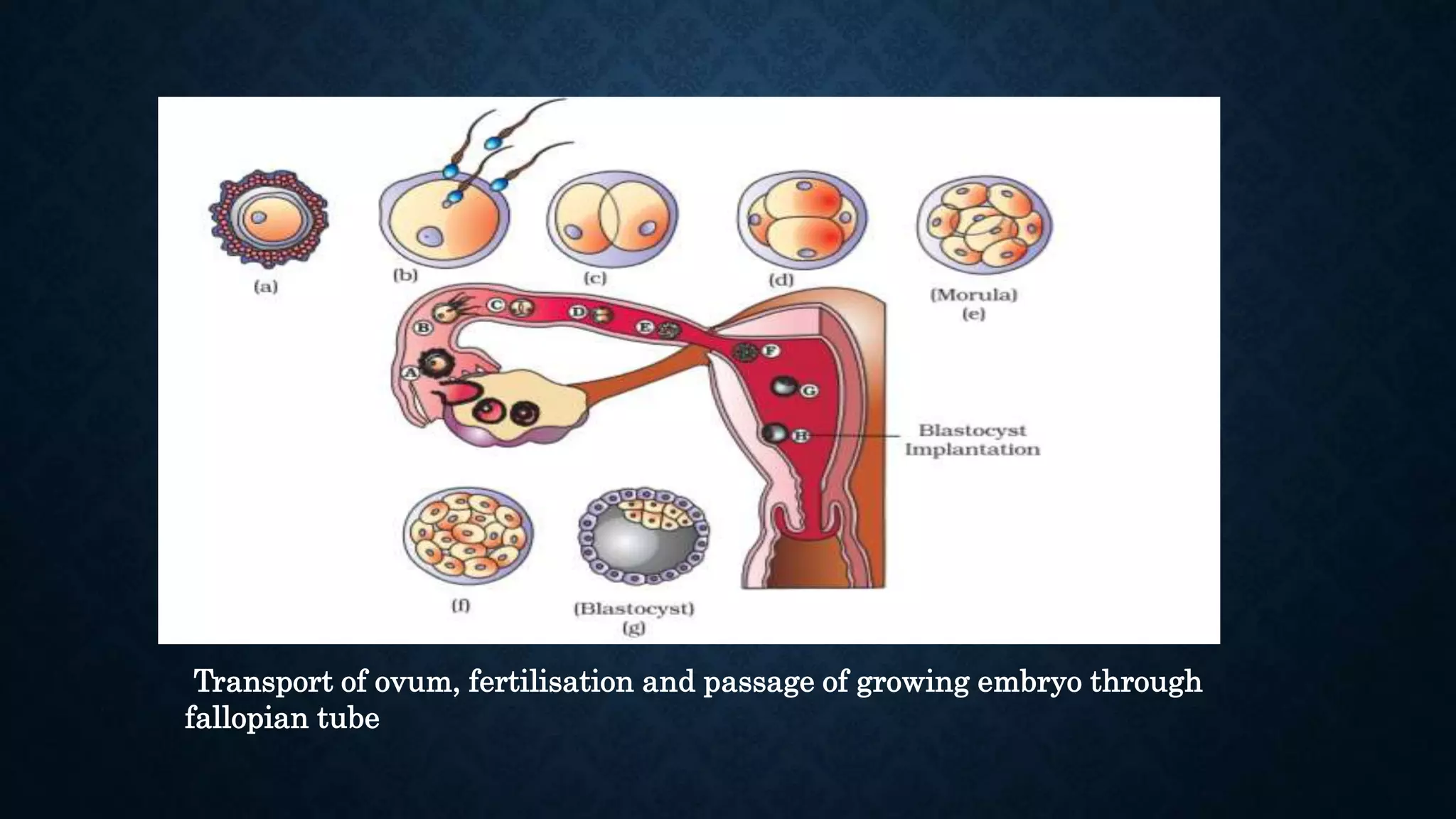 3. human reproduction implantation, pregnancy and embryonic development ...