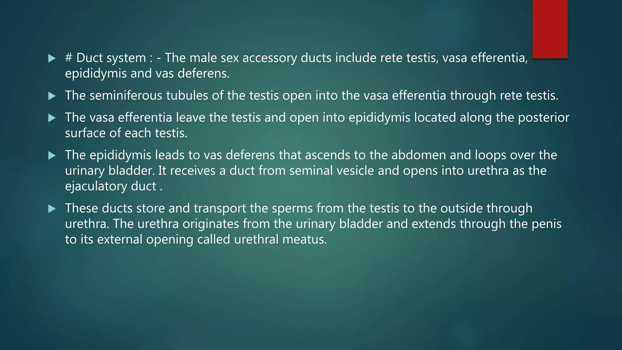 3. human reproduction male reproductive system | PPT