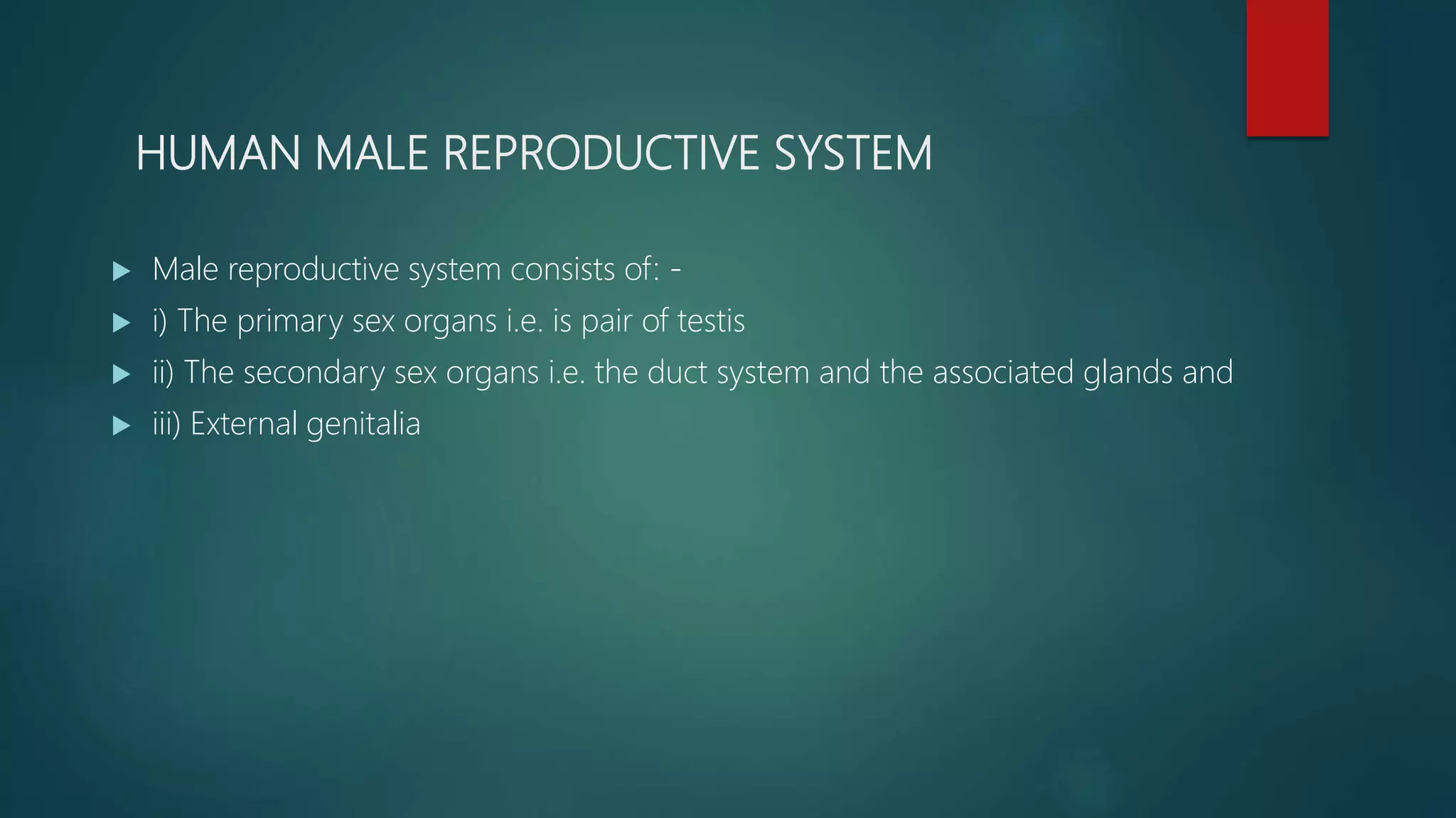 3. human reproduction male reproductive system | PPT
