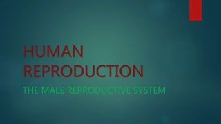 3. human reproduction male reproductive system | PPT