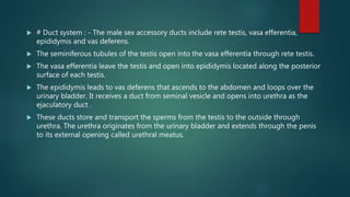 3. human reproduction male reproductive system | PPT