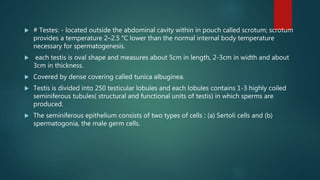3. human reproduction male reproductive system | PPT