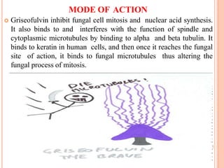 griseofulvin | PPTX
