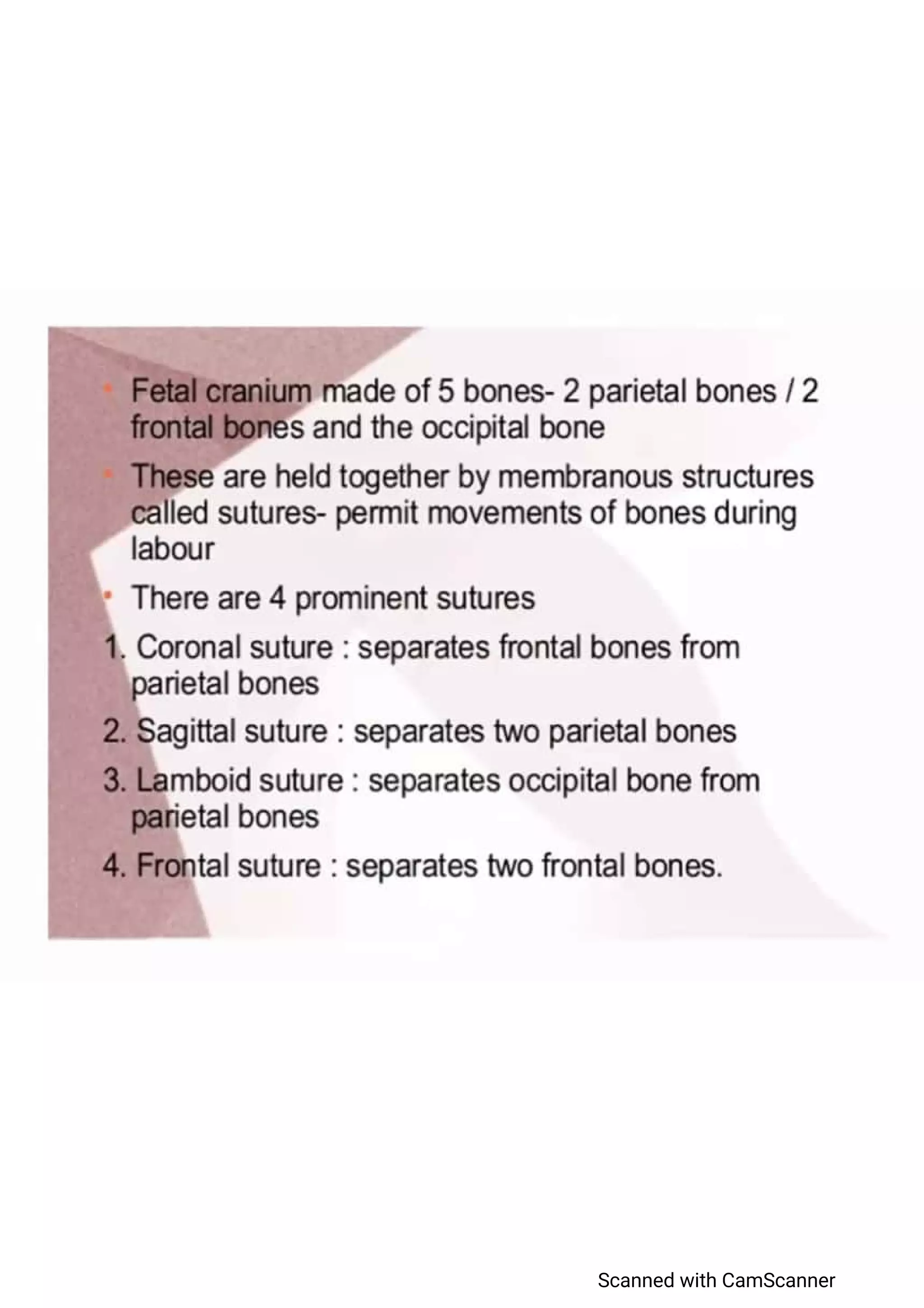 Anatomy Of Fetal Skull | PDF