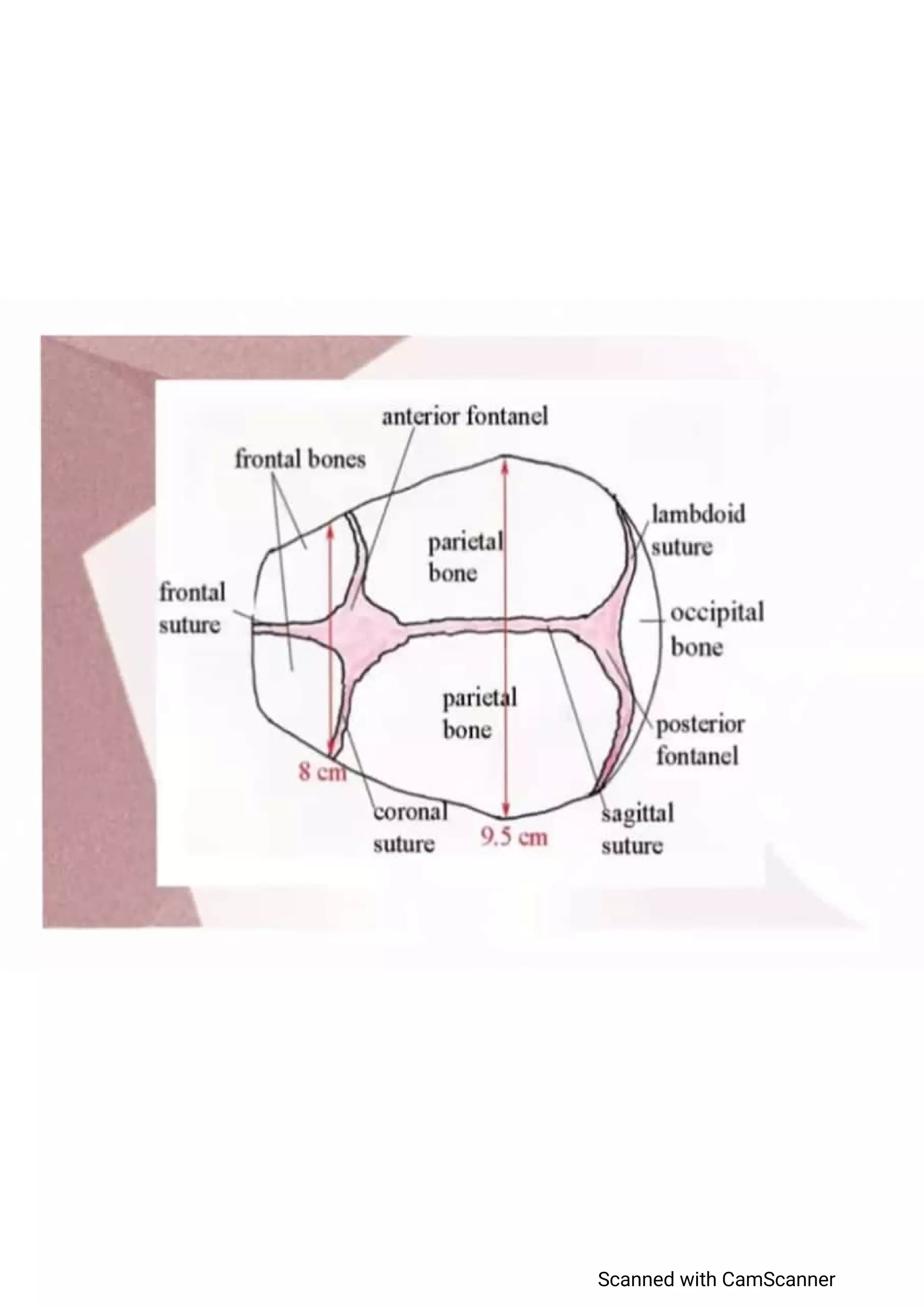 Anatomy Of Fetal Skull | PDF