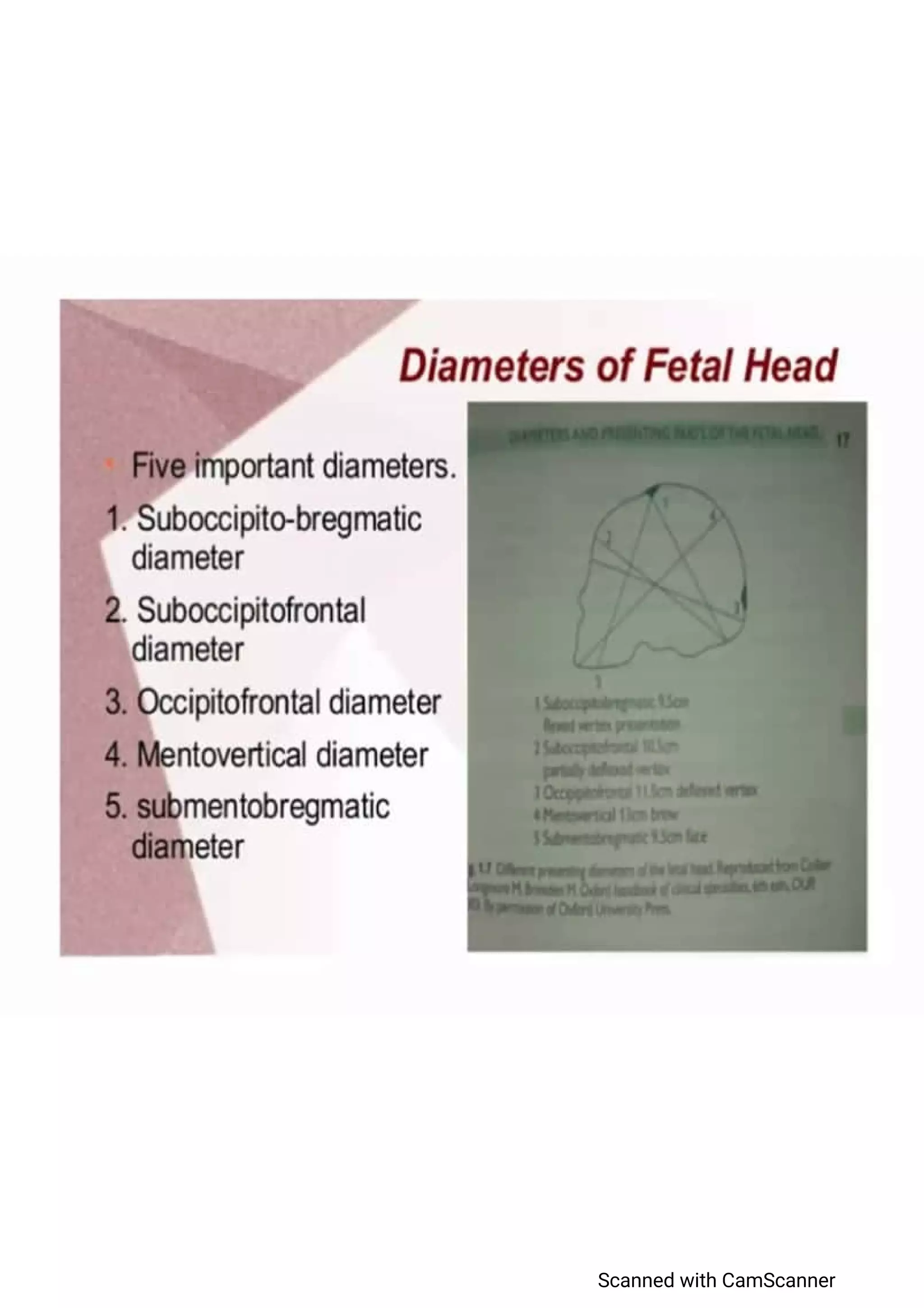 Anatomy Of Fetal Skull | PDF