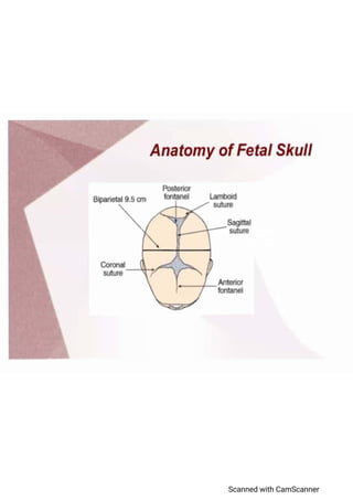 Anatomy Of Fetal Skull | PDF