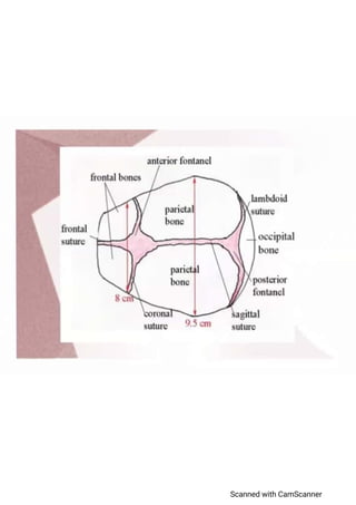 Anatomy Of Fetal Skull | PDF