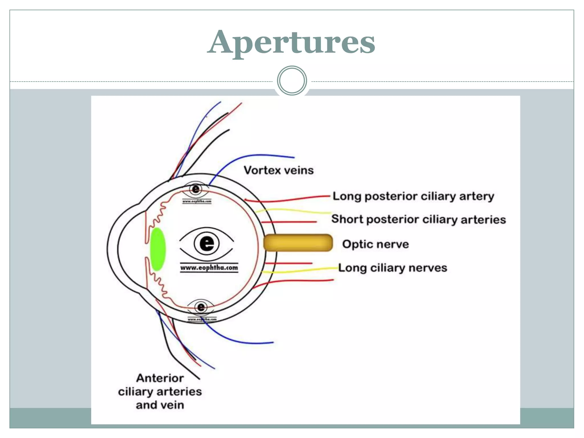 Anatomy of Sclera | PPTX
