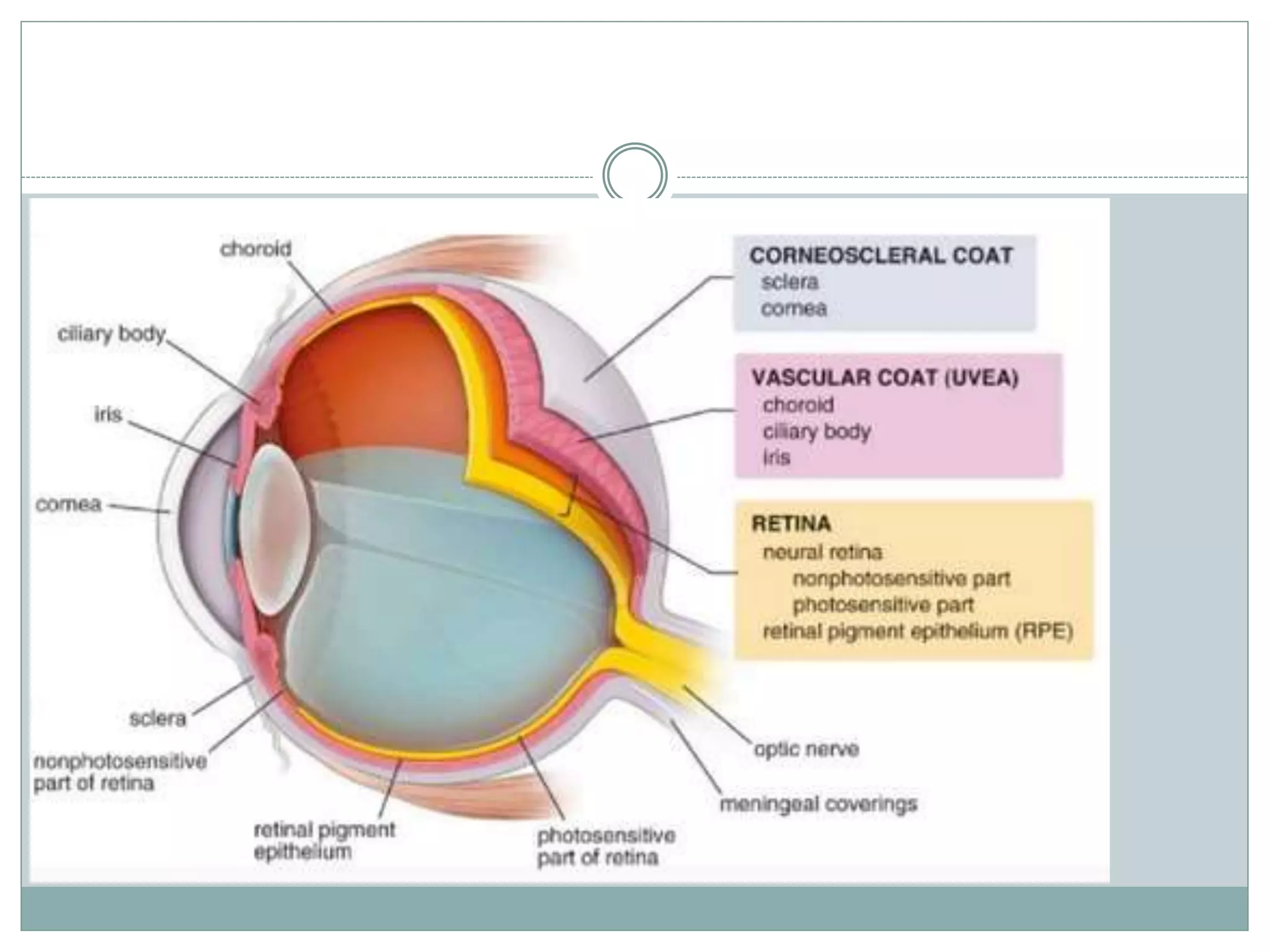 Anatomy Of Sclera Pptx