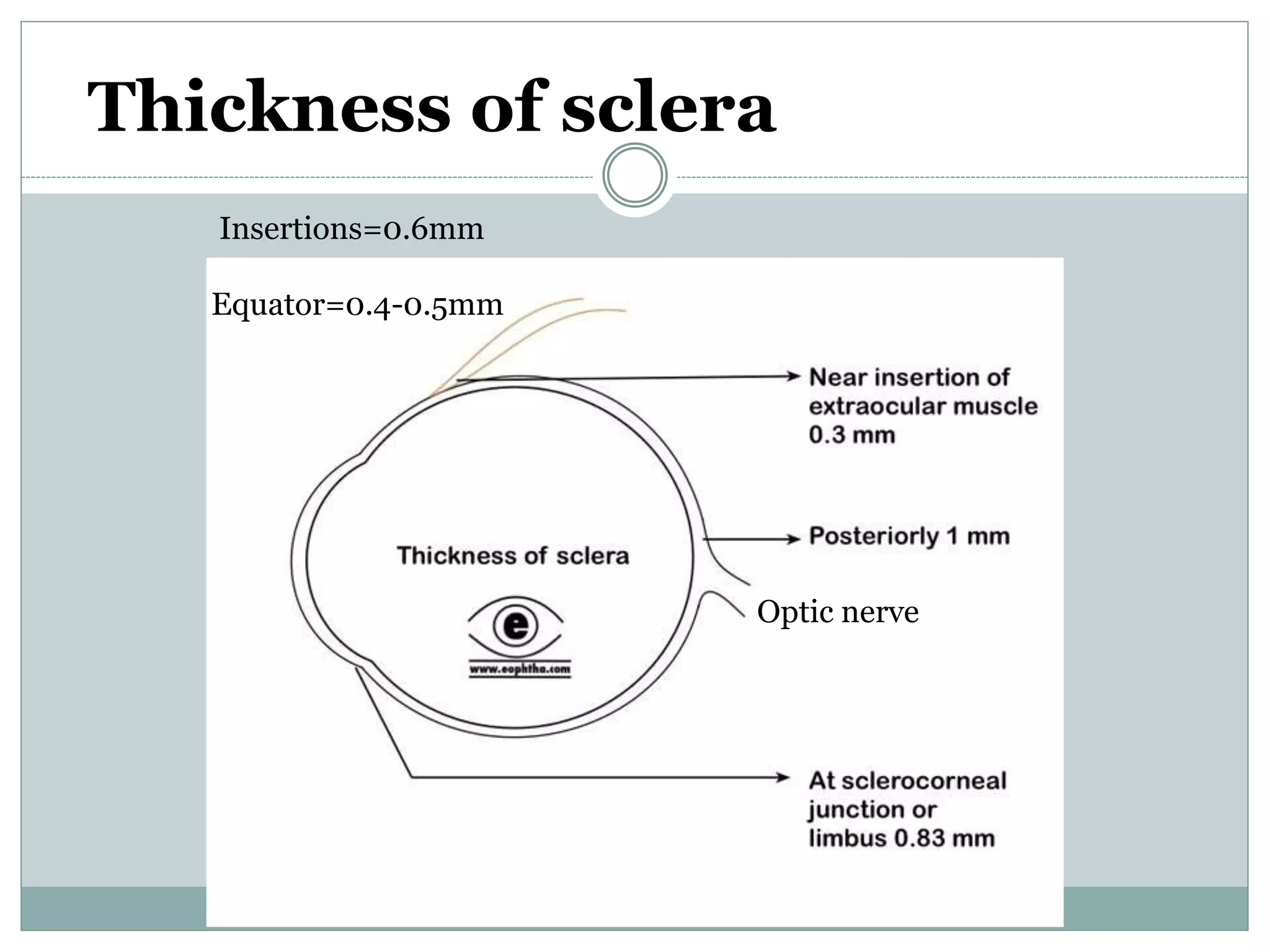 Anatomy of Sclera | PPTX