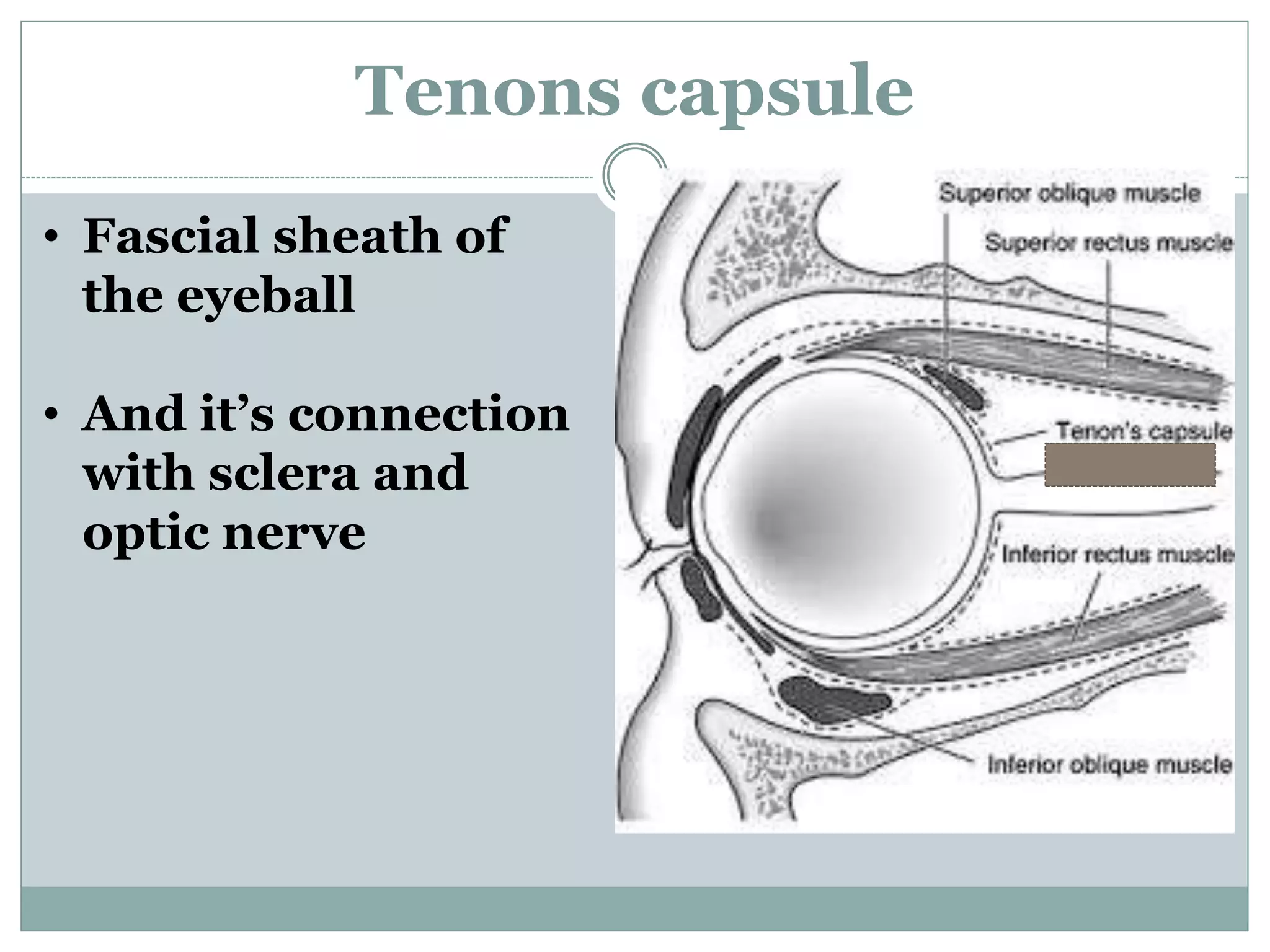 Anatomy of Sclera | PPTX
